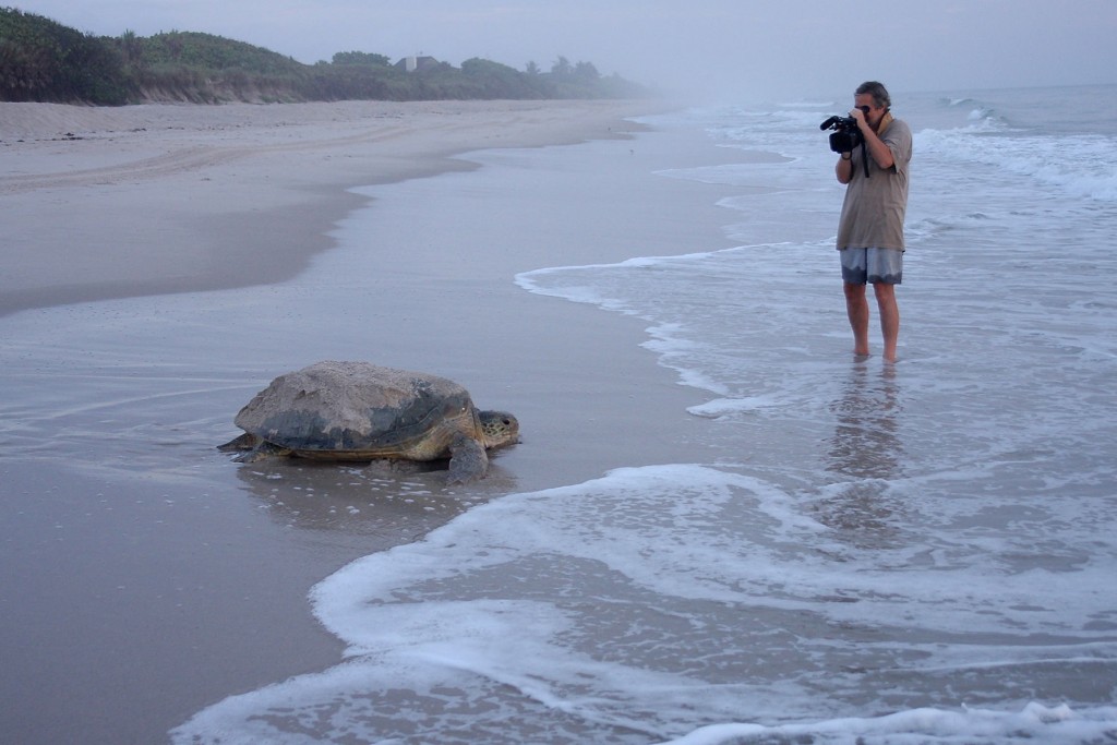 green-turtle-shoot-high-res - Weintraub Films